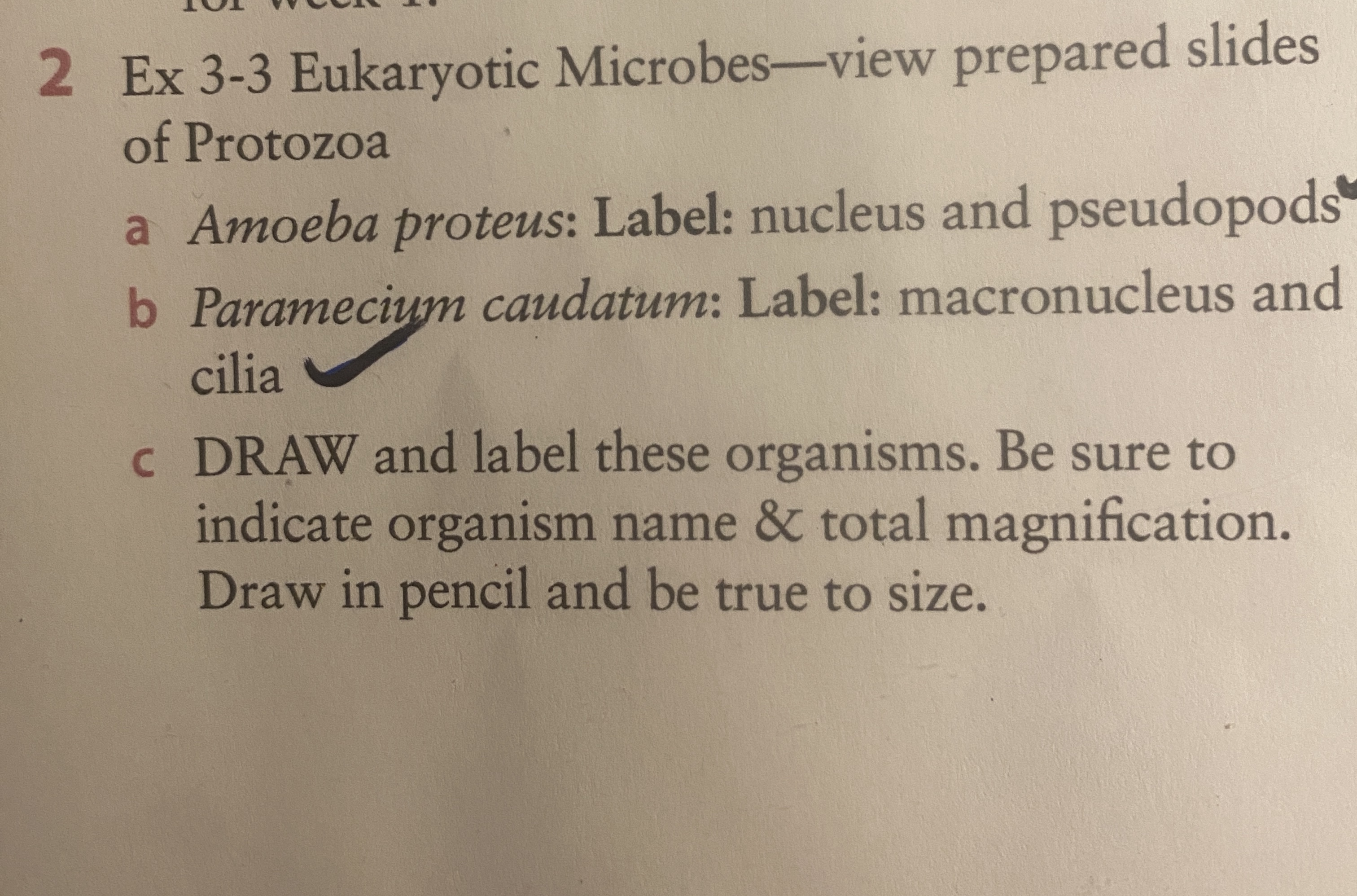Solved 2 ﻿Ex 3-3 ﻿Eukaryotic Microbes-view prepared slides | Chegg.com