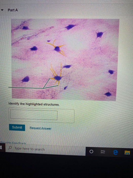Solved Part A Identify the highlighted structures. Submit | Chegg.com