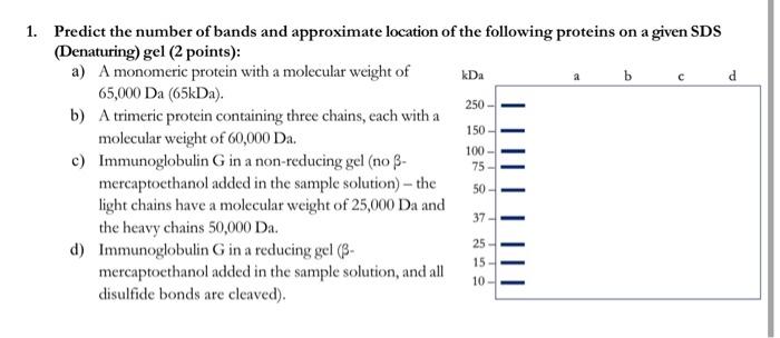 Solved 1. Predict the number of bands and approximate | Chegg.com