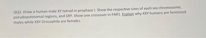 Solved QQ2. Draw a human male XY tetrad in prophase 1 . Show | Chegg.com
