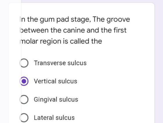 Solved In the gum pad stage, The groove between the canine | Chegg.com