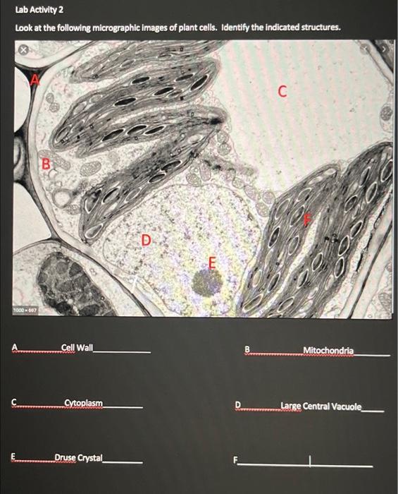 Solved Lab Activity 2 Look at the following micrographic | Chegg.com
