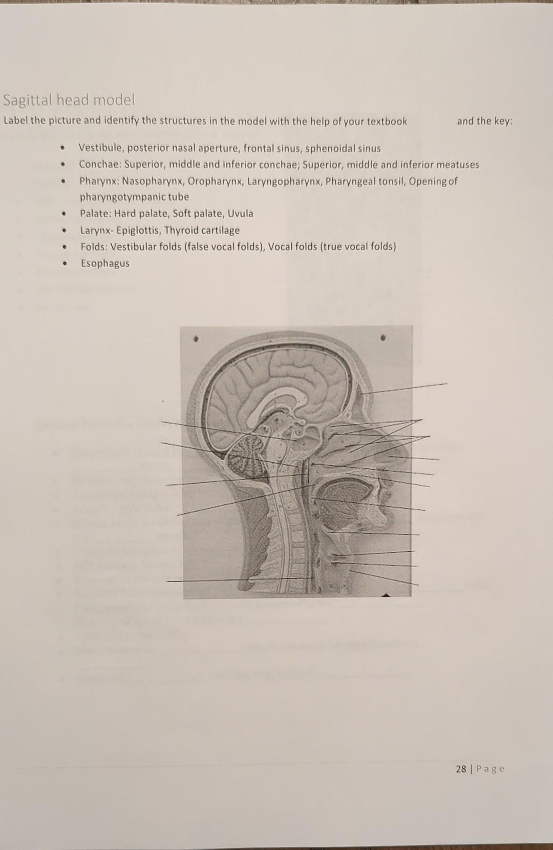Sagittal head model Label the picture and identify | Chegg.com
