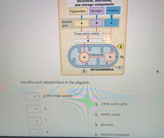 Solved Structural, tional, and storage components | Chegg.com