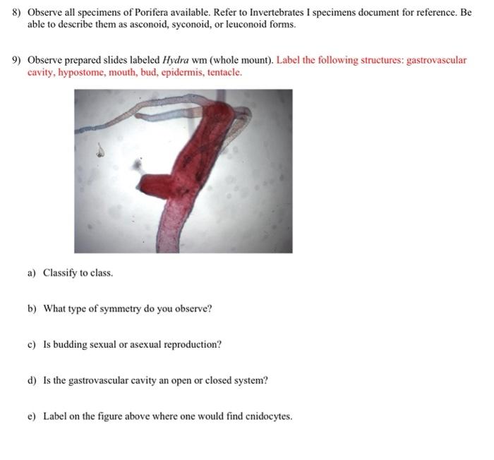 Solved 4) Observe a prepared slide of Scypha with | Chegg.com
