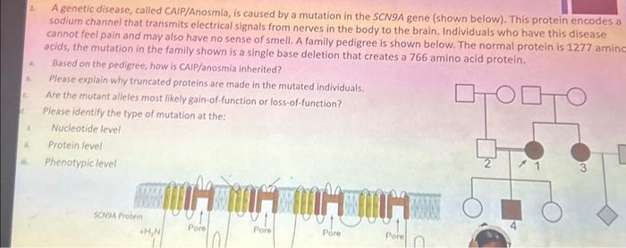 Solved 1. A genetic disease, called CAIP/Anosmia, is caused | Chegg.com