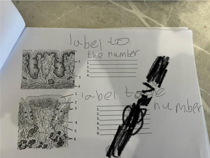 Solved histology - anatomy - label the structures - | Chegg.com Solved histology - anatomy - label the structures - | Chegg.com