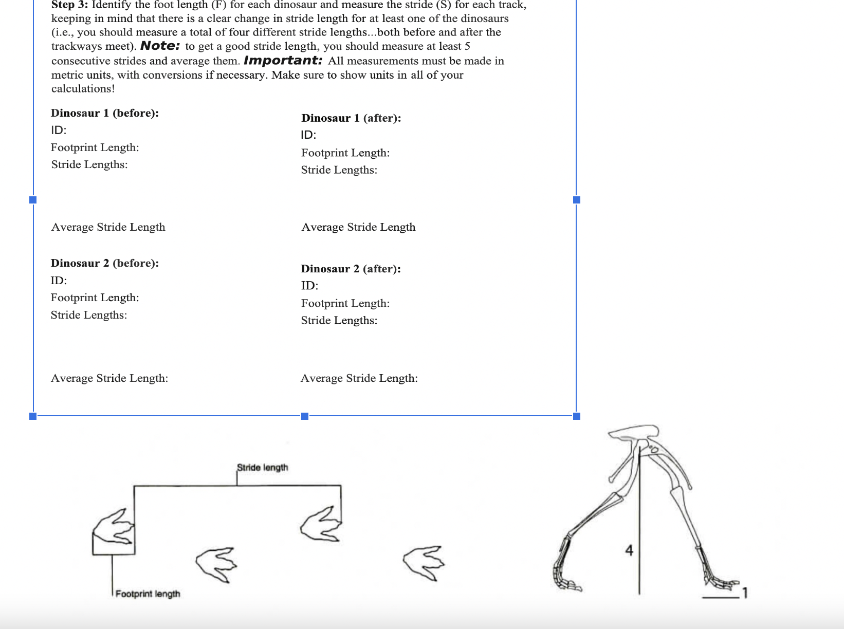 Solved Step 3: Identify the foot length (F) ﻿for each | Chegg.com