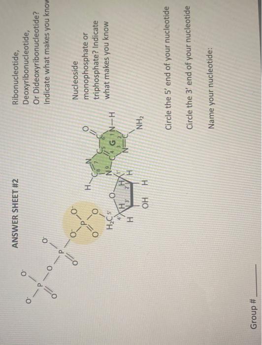 Solved Ribonucleotide, Deoxyribonucleotide, Or | Chegg.com