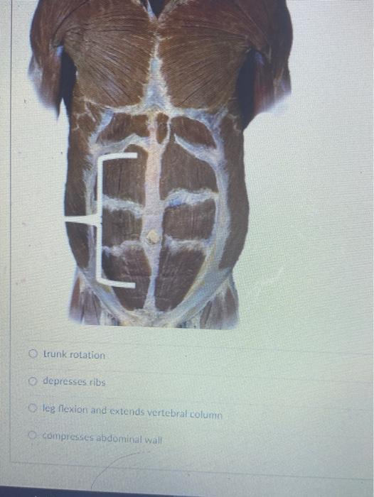 Solved trunk rotation depresses ribs Oleg flexion and | Chegg.com
