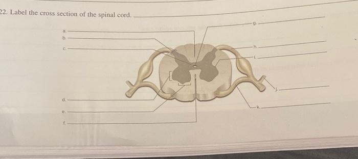 Solved 22. Label the cross section of the spinal cord. d | Chegg.com