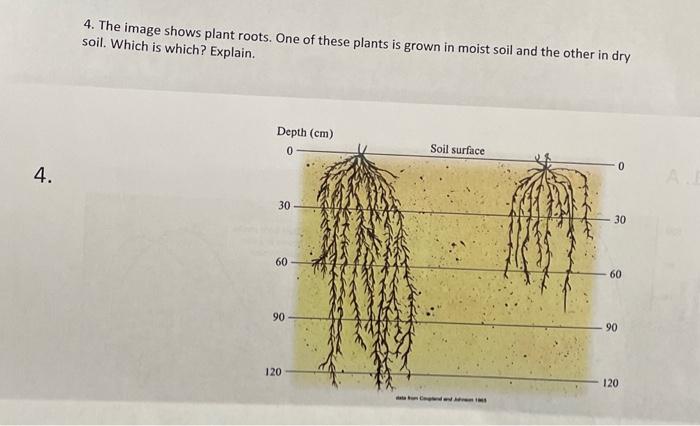 Solved 1. Graph A shows the curves for two different plants, | Chegg.com