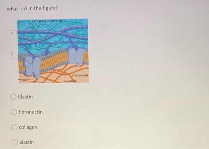 Solved the figure is a cross section of the basal body's | Chegg.com