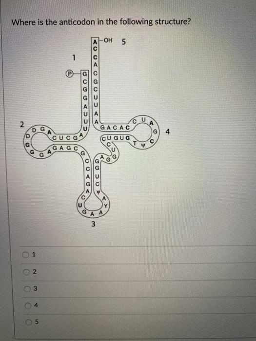 Solved Where is the anticodon in the following structure? A | Chegg.com