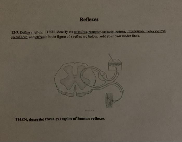 Solved Reflexes 12-9. Define a reflex. THEN, Identify the | Chegg.com