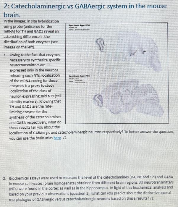 Solved 2: Catecholaminergic vs GABAergic system in the mouse | Chegg.com