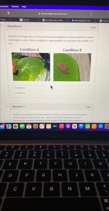 Solved A ditferent type of plant pligtient called betatan is | Chegg.com