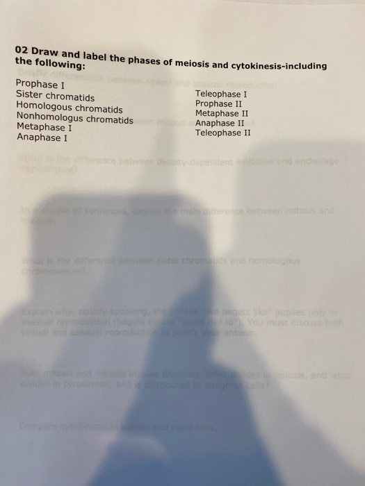 Solved 02 Draw and label the phases of meiosis and | Chegg.com