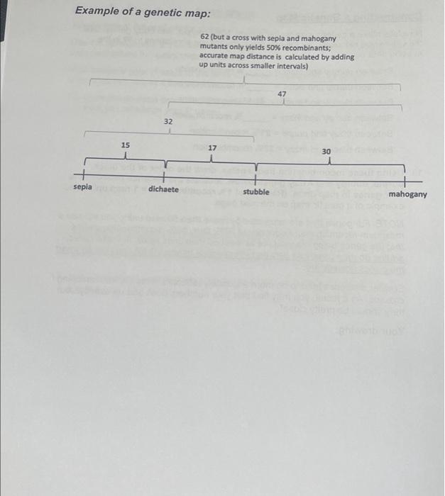 Solved Constructing a Genetic Map Now let's make a genetic | Chegg.com