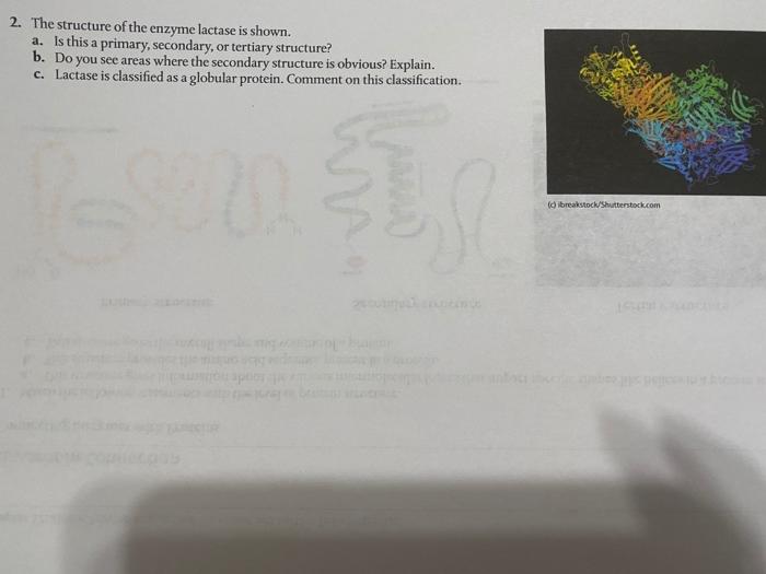 Solved 2. The structure of the enzyme lactase is shown. a. | Chegg.com