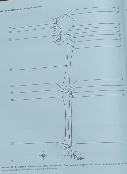 Solved Anatomy and Physiology Lab Manu 150 NO 30 30 40 20 21 | Chegg.com