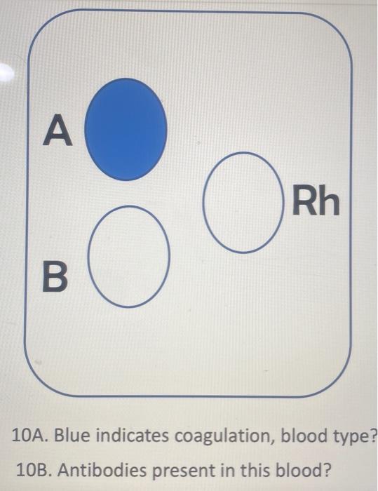 Solved A O Rh O B 10A. Blue indicates coagulation, blood | Chegg.com