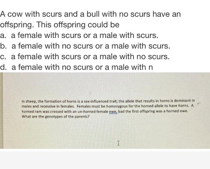 Solved A cow with scurs and a bull with no scurs have an | Chegg.com