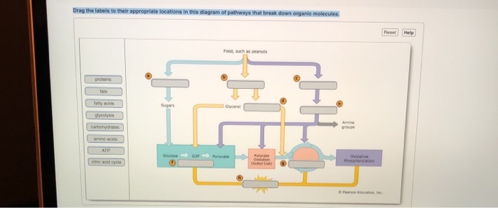 Solved in this diagram of pathways that break down organic | Chegg.com