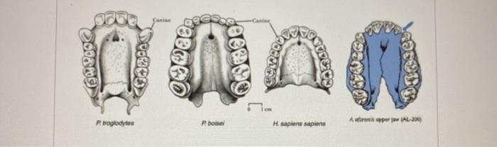Solved Petroglodytes Acer AL-200 P. bois H sapiens sapiens | Chegg.com