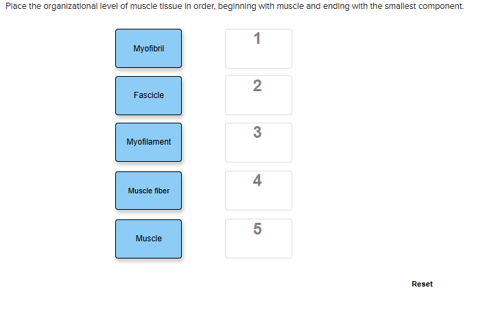 Solved Place the organizational level of muscle tissue in | Chegg.com