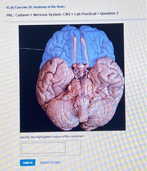 Solved Nervous System: CNS > Quiz > Question 19 Which | Chegg.com