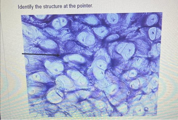 Solved Identify the structure at the pointer. Identify the | Chegg.com