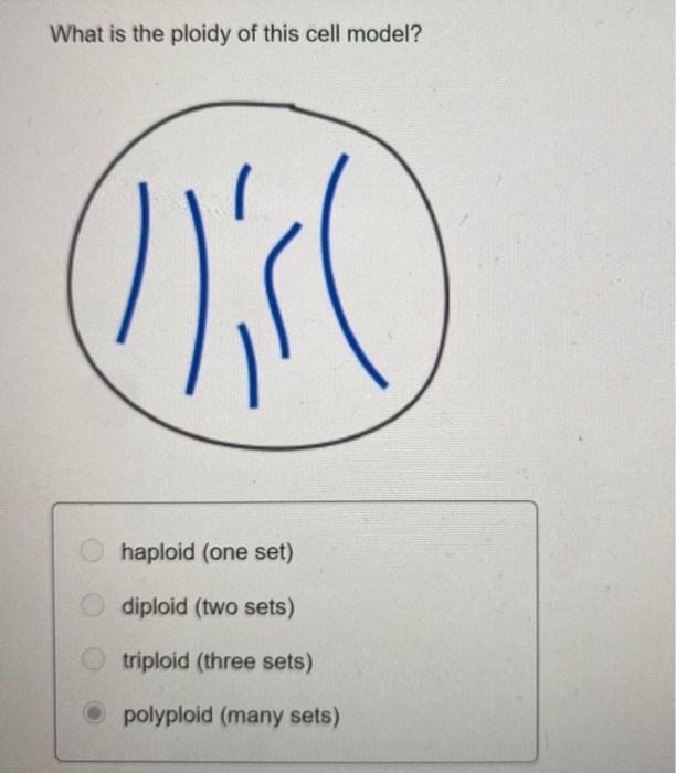 Solved What is the ploidy of this cell model? OGO haploid | Chegg.com