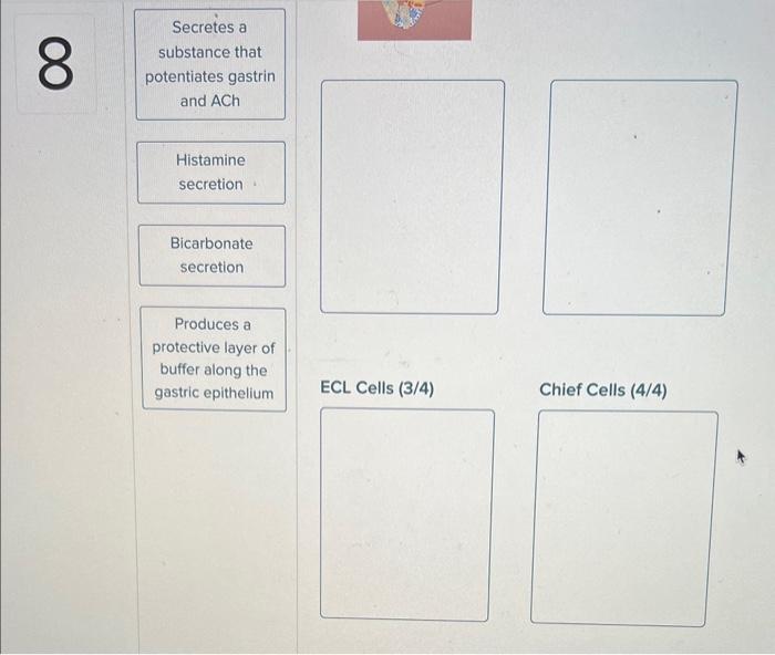 Solved Drag each label to identify the cell, secretion, and | Chegg.com