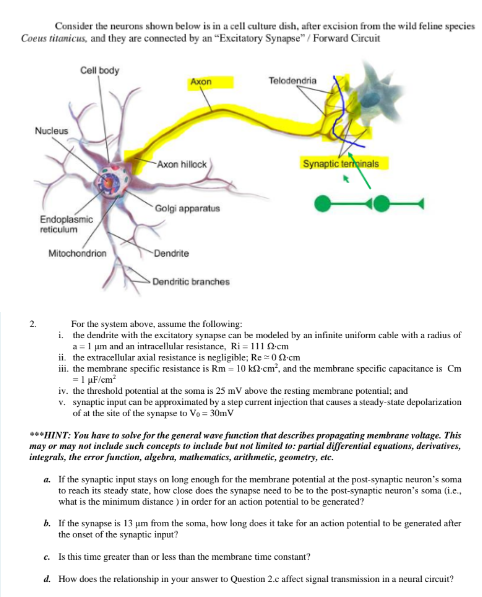 Solved Consider the neurons shown below is in a cell culture | Chegg.com