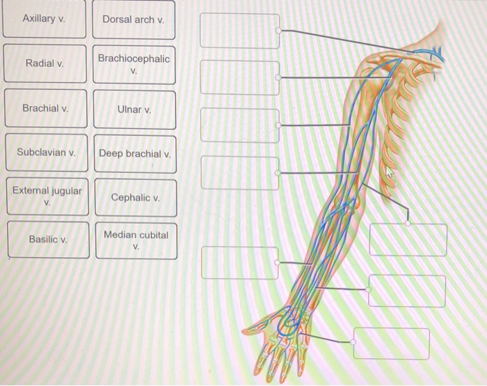 Solved Label the carotid arteries and the branches of the | Chegg.com