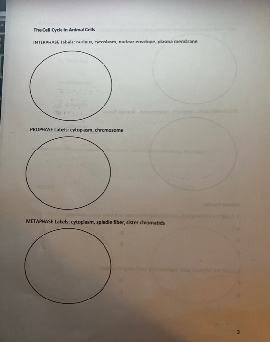 Solved The Cell Cycle in Animal Cells INTERPHASE Labels: | Chegg.com
