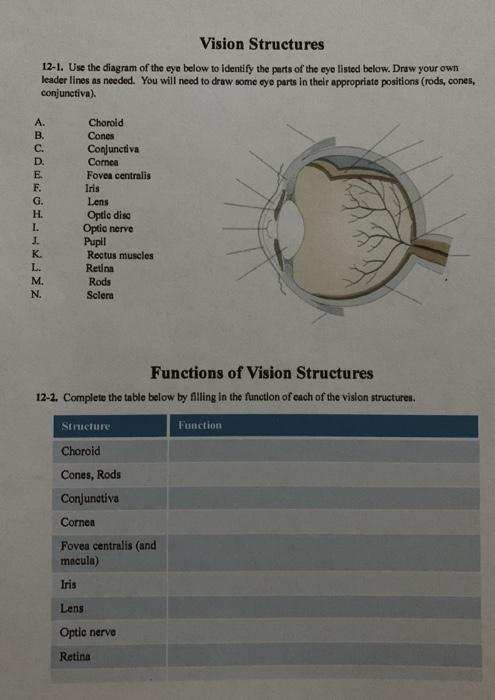 Solved Vision Structures 12-1. Use the diagram of the eye | Chegg.com