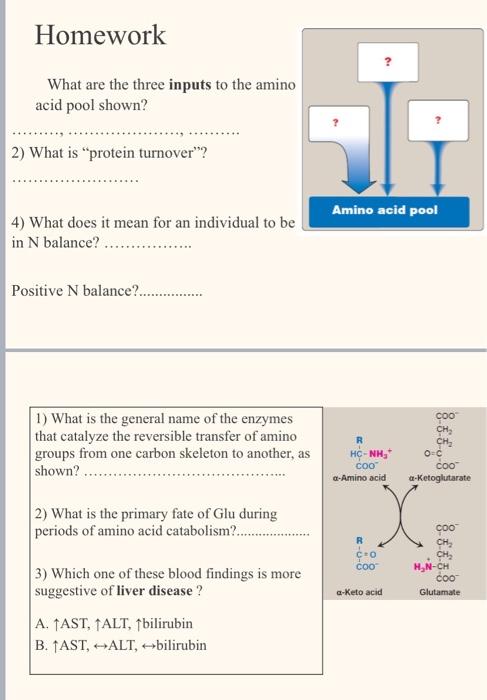 Solved What are the three inputs to the amino acid pool | Chegg.com