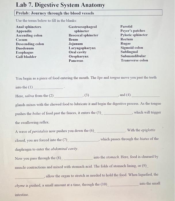 Solved Lab 7. Digestive System Anatomy Prelab: please help! | Chegg.com