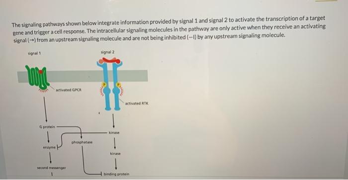 The signaling pathways shown below integrate | Chegg.com