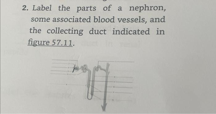 Solved 2. Label the parts of a nephron, some associated | Chegg.com