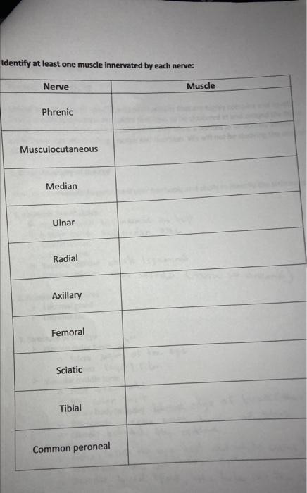 Solved Identify at least one muscle innervated by each | Chegg.com