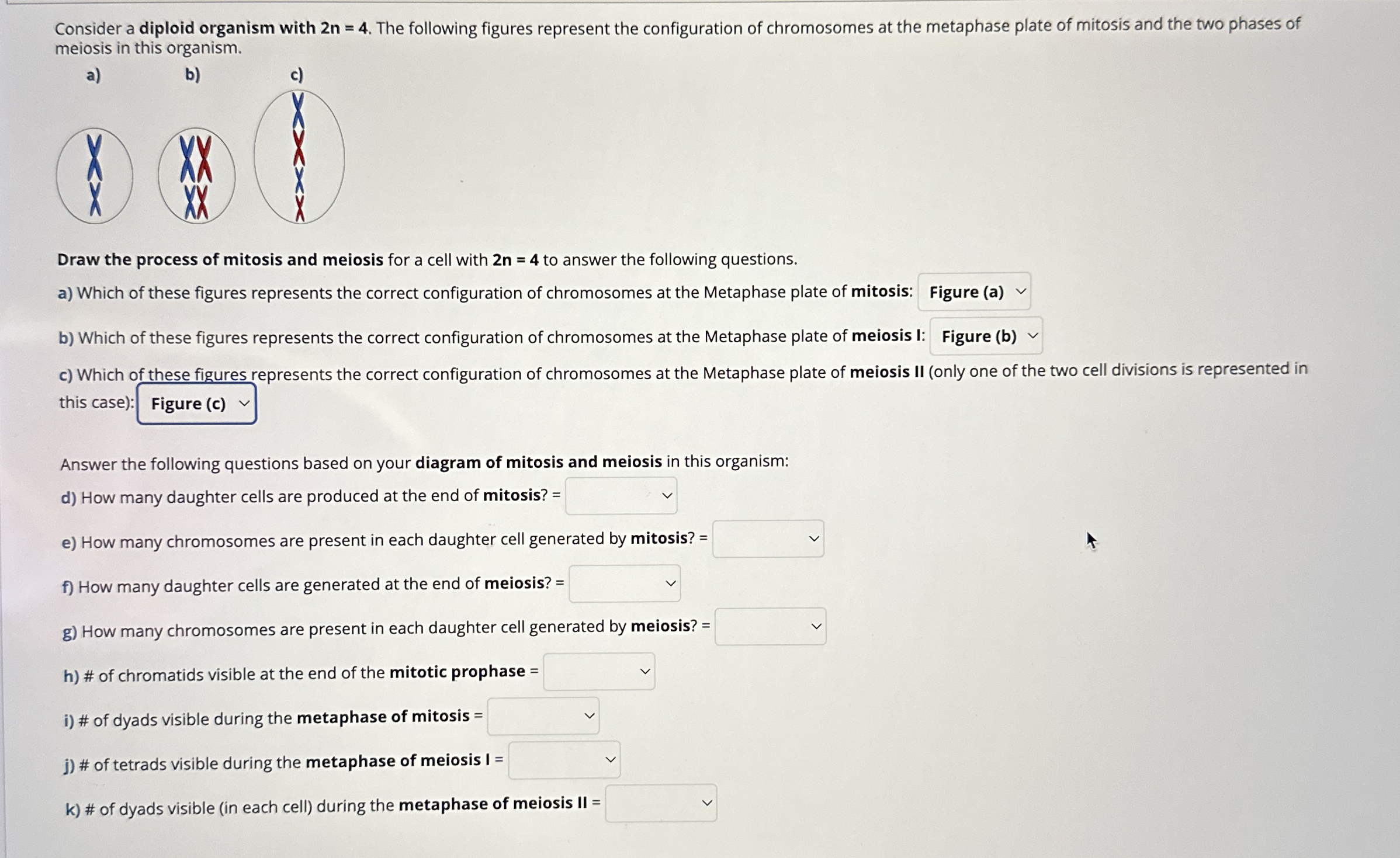 Solved Consider a diploid organism with 2n=4. ﻿The following | Chegg.com