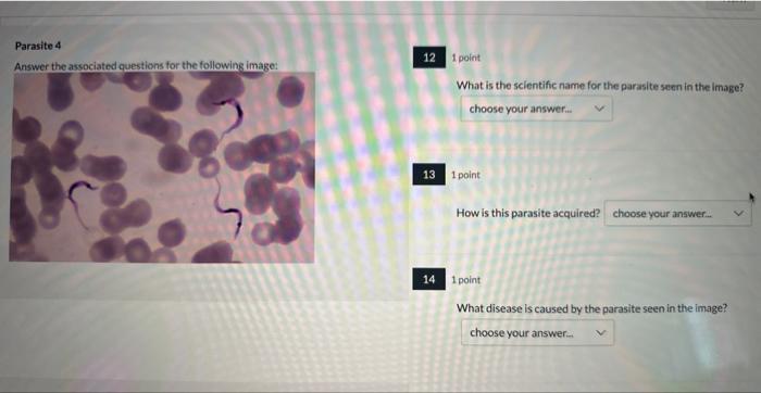Solved What is the scientific name for the parasite seen in | Chegg.com