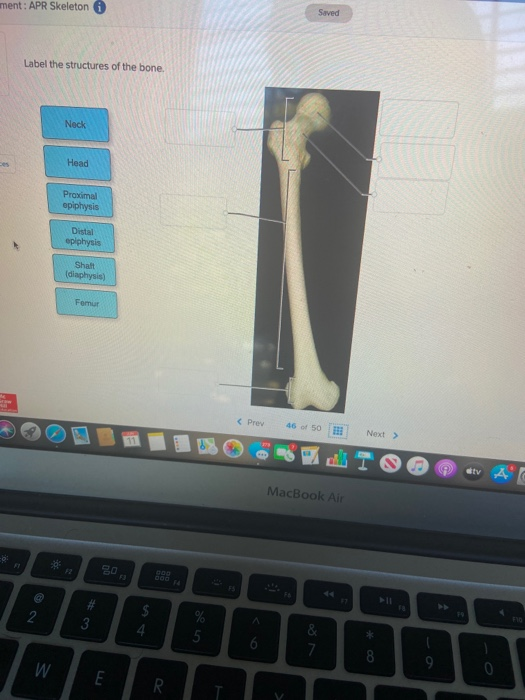 Solved ment: APR Skeleton Saved Label the structures of the | Chegg.com