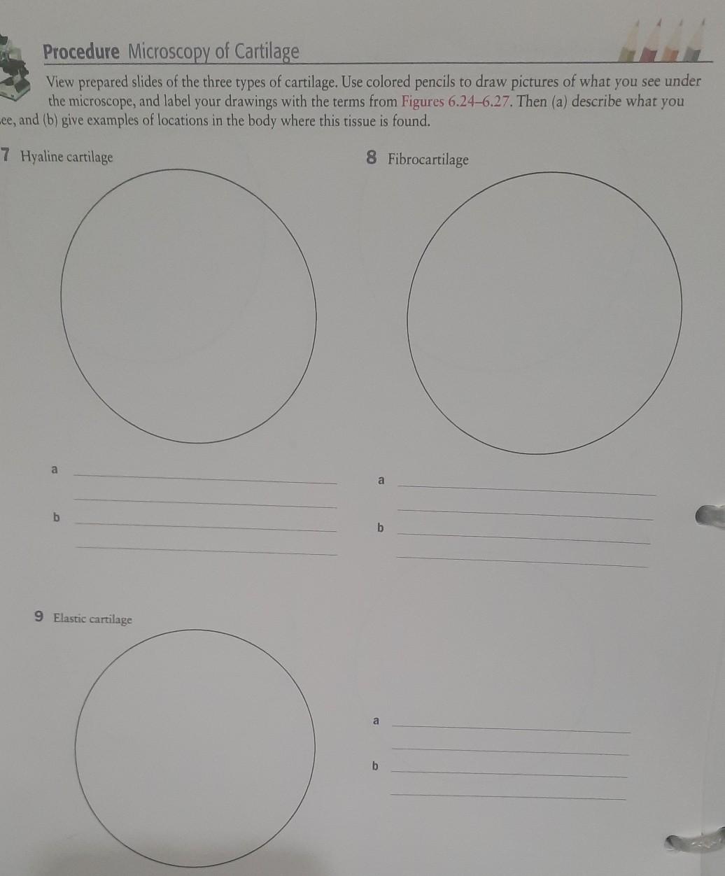 Procedure Microscopy of Epithelial Tissues Examine | Chegg.com
