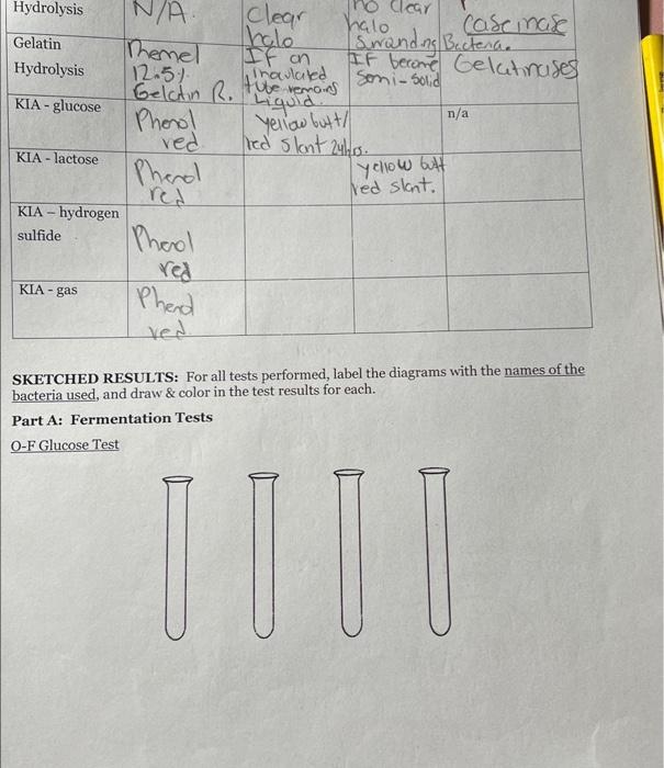 Hydrolysis Gelatin Hydrolysis KIA - glucose KIA - | Chegg.com