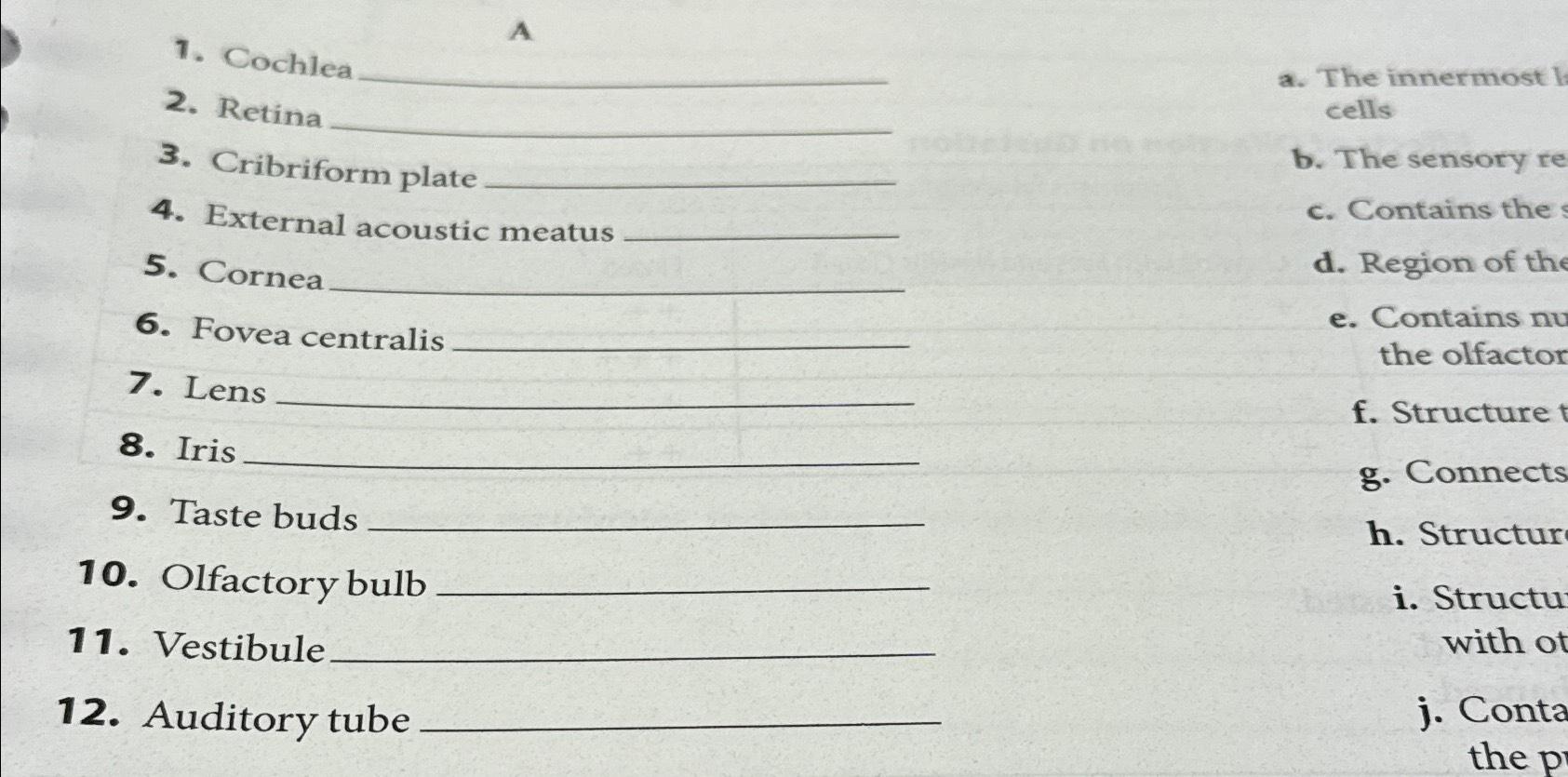 Solved Cochleaa. ﻿The innermost 1Retina cellsCribriform | Chegg.com