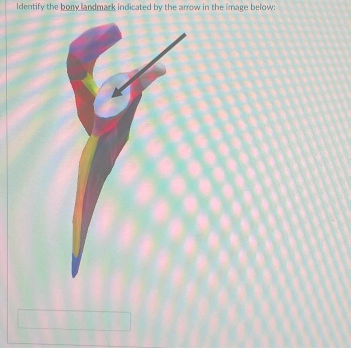 Solved Identify the bony landmark indicated by the arrow in | Chegg.com